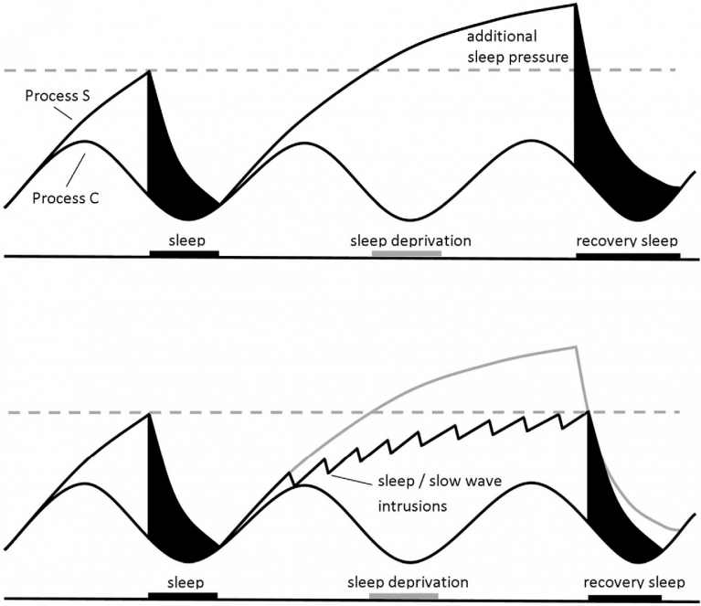 Zwei-Prozess-Modell der Schlafregulierung - Schlaf.org