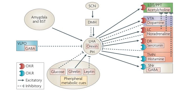 Orexine - Schlaf.org